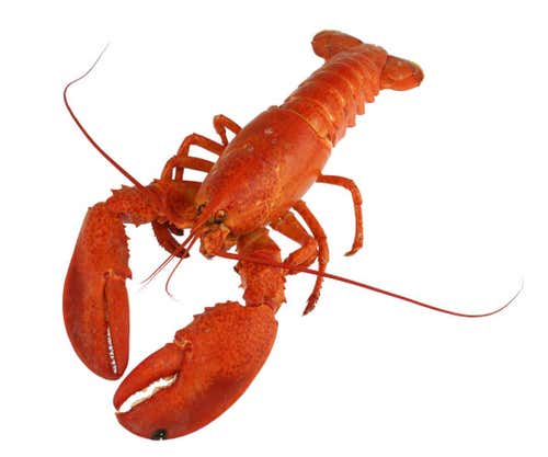 Rak červený celý 28/35 | Košík.cz